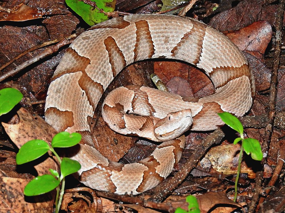 Copperheads are venomous, but they’re | Free Photo - rawpixel