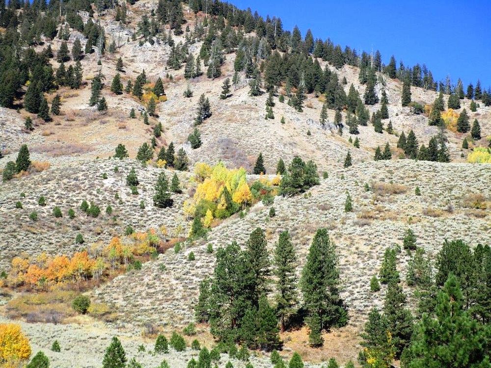 Boise National Forest near Grandjean | Free Photo - rawpixel