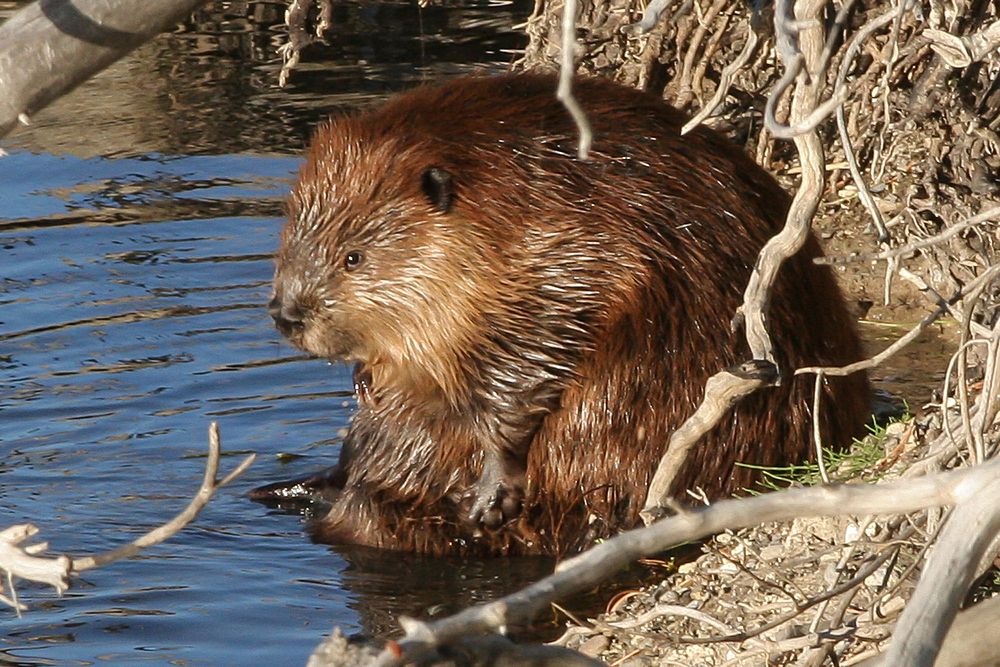 Beaver Bob Greenburg. Original public | Free Photo - rawpixel