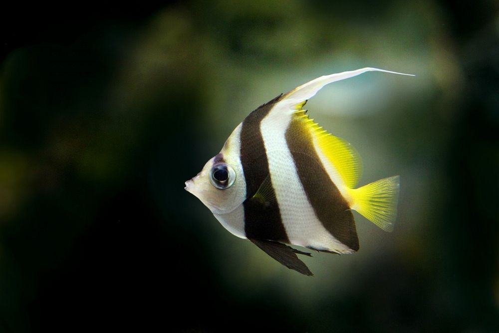 Cute baby angelfish closeup. Free | Free Photo - rawpixel