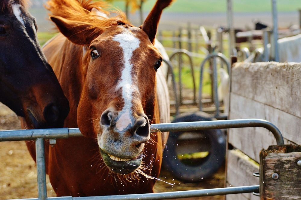 Horse paddock, animal image. Free | Free Photo - rawpixel