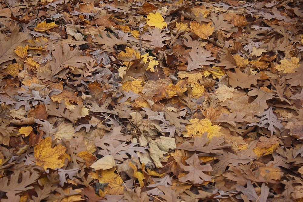 Maple leaf, Autumn seasonal background. | Free Photo - rawpixel