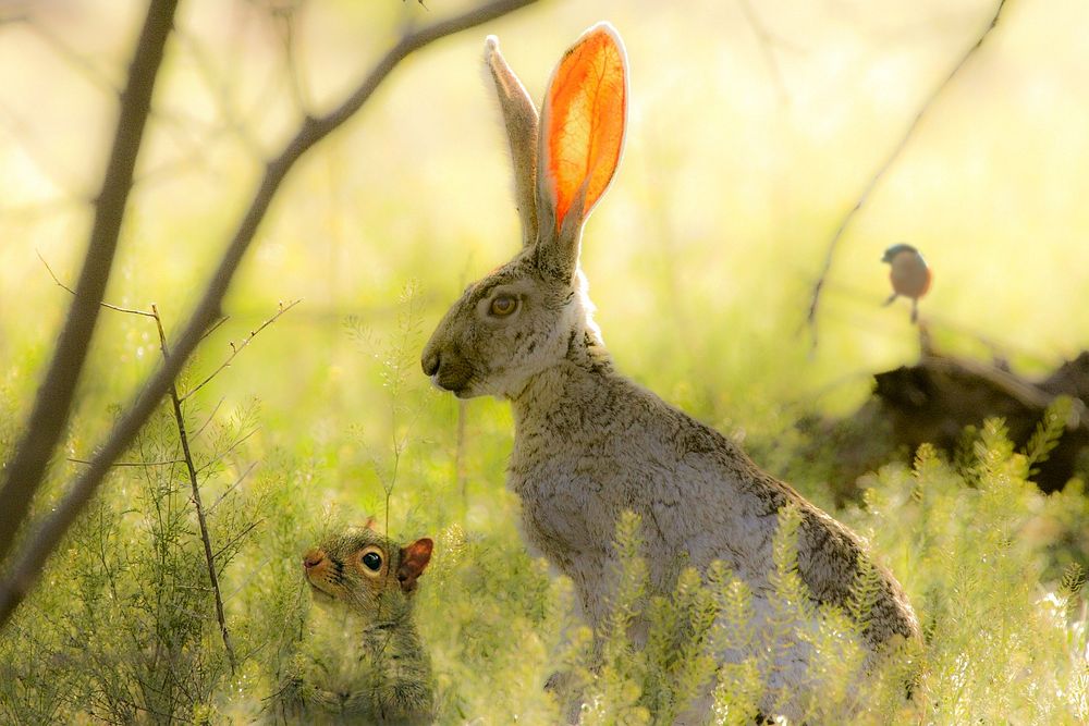 Cute hares big ears. Free | Free Photo - rawpixel