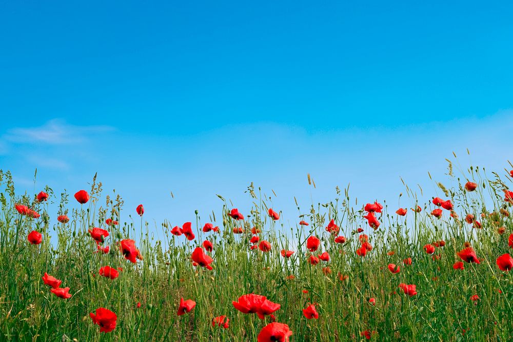 Red poppy field background blue | Free Photo - rawpixel