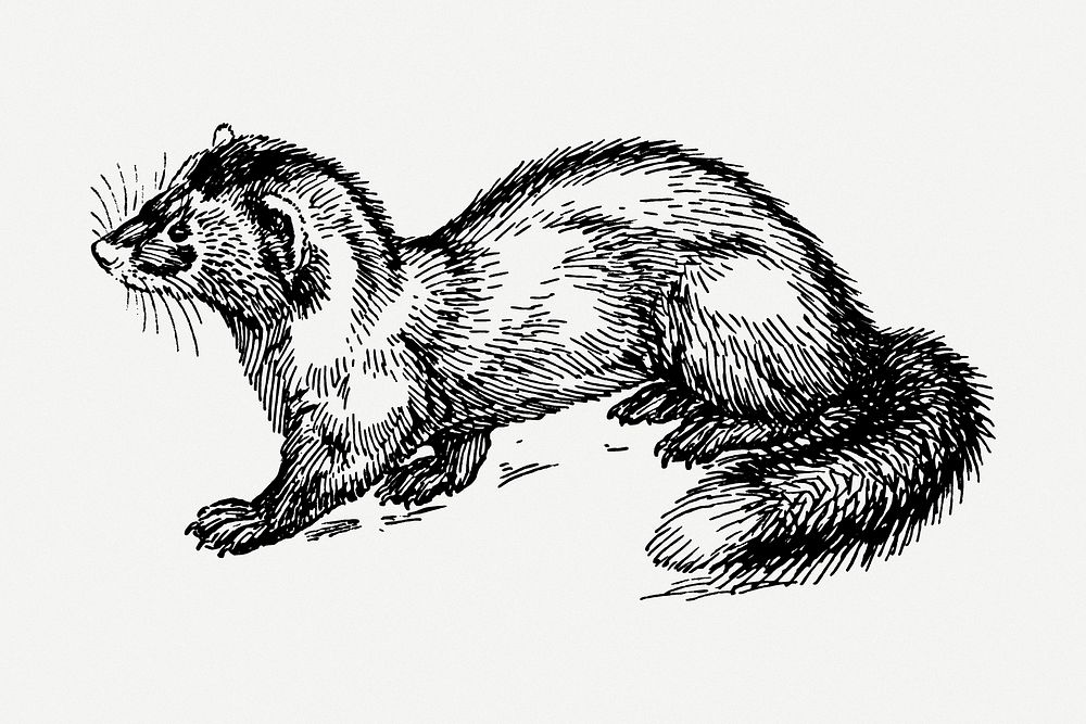 Polecat drawing, animal vintage illustration | Free PSD - rawpixel