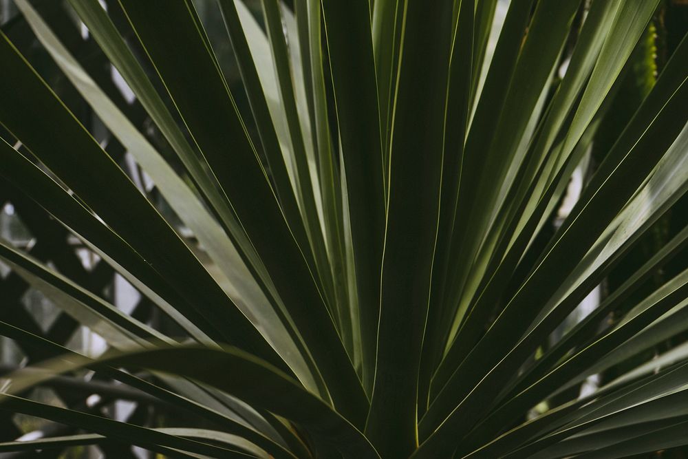Palm leaf at Royal Botanical | Free Photo - rawpixel