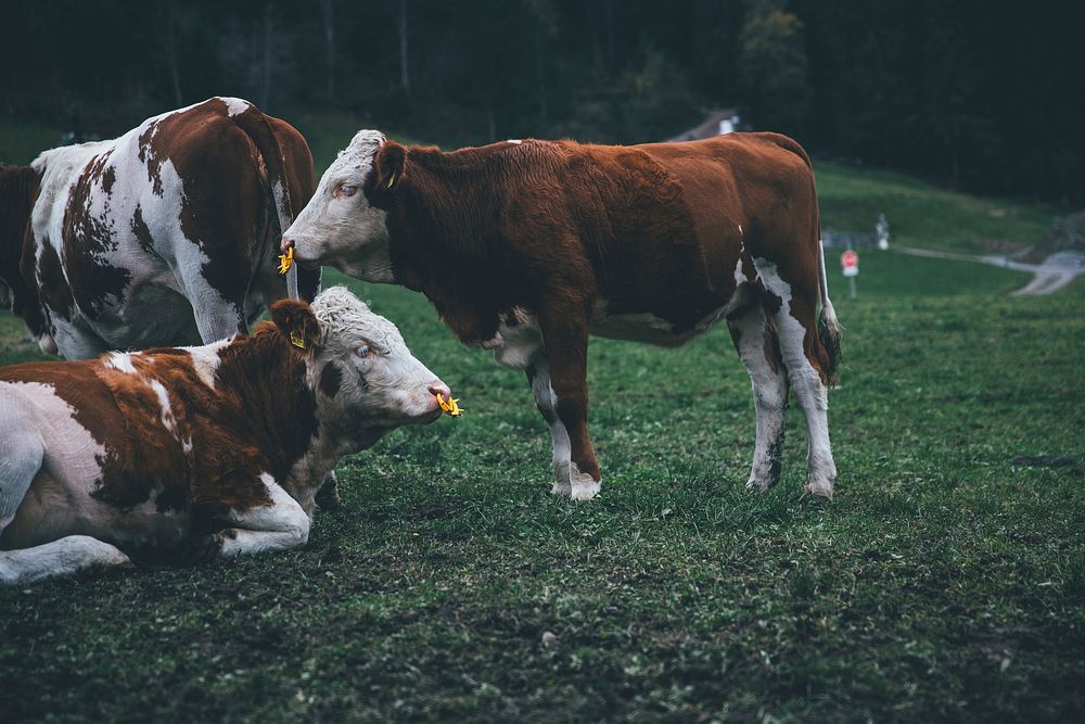 Cows nose rings field | Free Photo - rawpixel