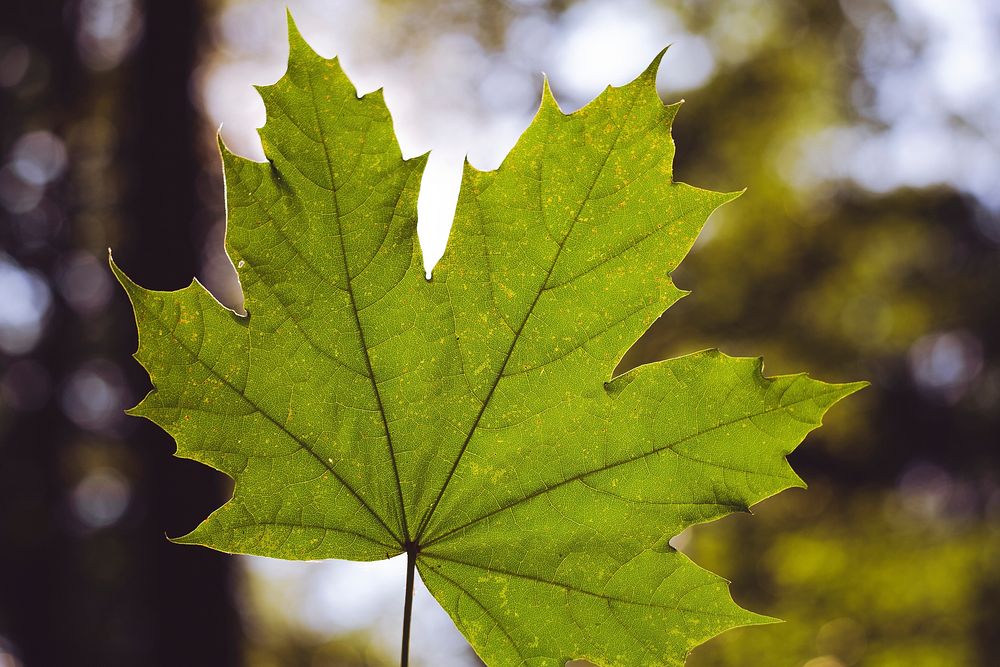 Green maple leaf in a wood | Free Photo - rawpixel