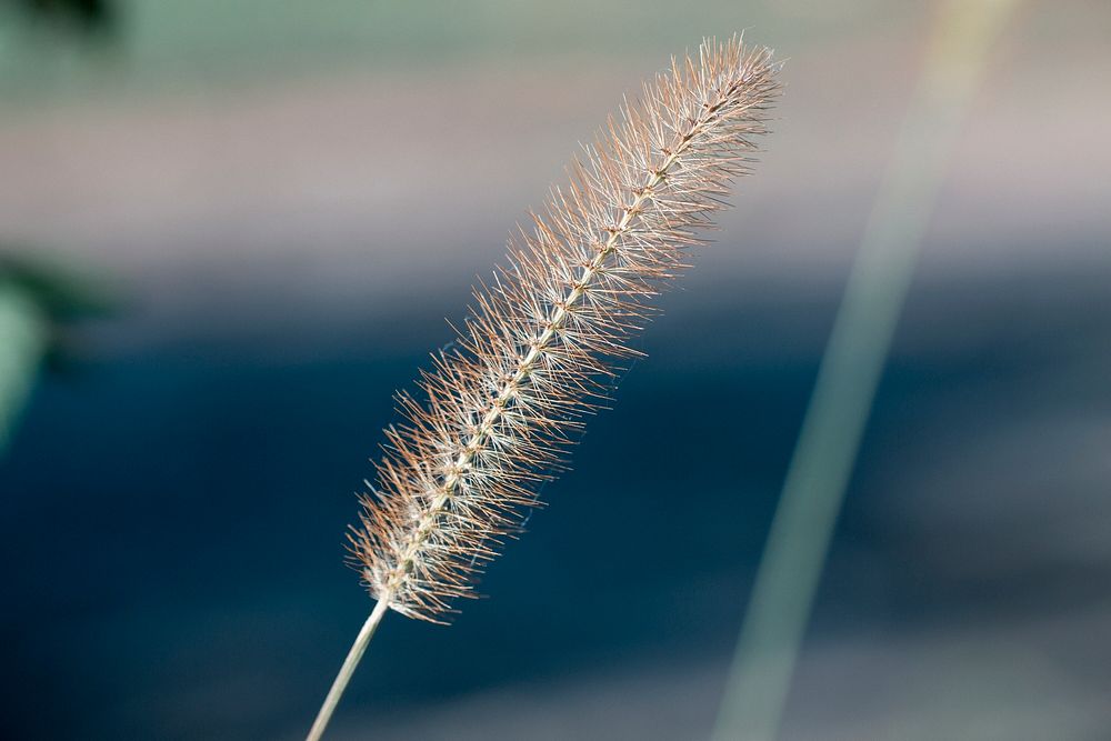 Single grass straw in a field | Free Photo - rawpixel