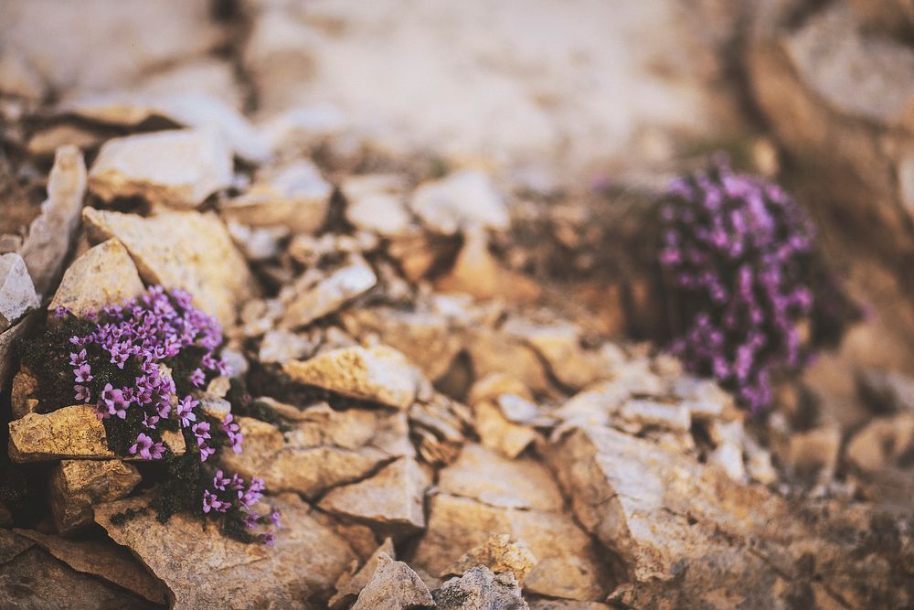 Aubrieta flower growing between the rocks | Free Photo - rawpixel