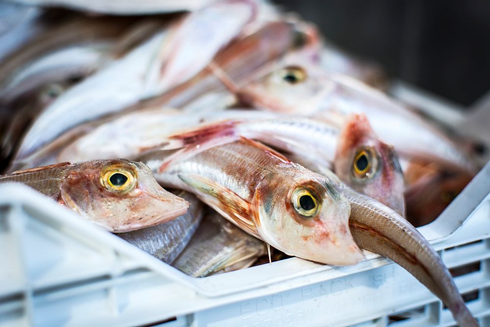 Fish being sold fish market | Free Photo - rawpixel