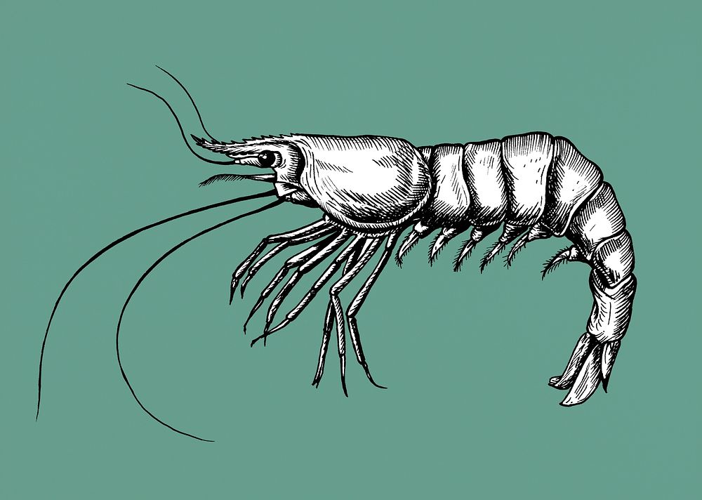Hand drawn shrimp isolated | Free Photo Illustration - rawpixel