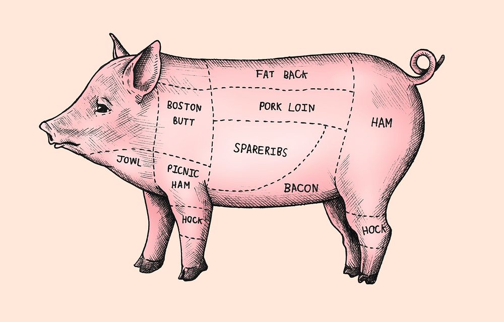 Hand drawn cut of pig | Free Photo Illustration - rawpixel