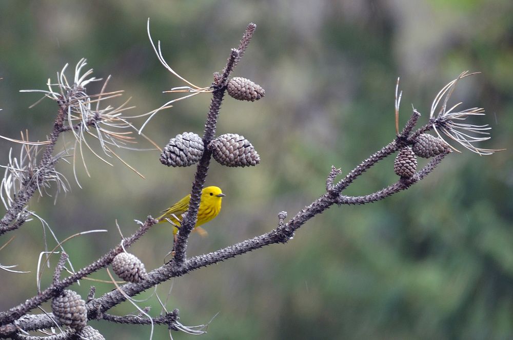 Yellow WarblerA yellow warbler perches | Free Photo - rawpixel