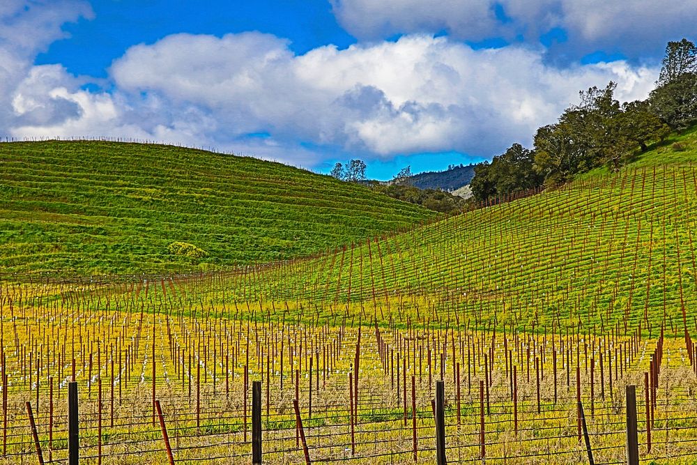 Napa CA | Free Photo - rawpixel