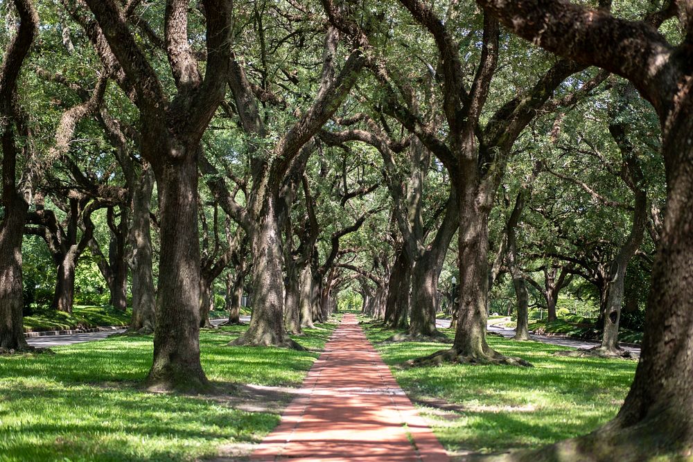 tree canopy Boulevard Oaks neighborhood | Free Photo - rawpixel