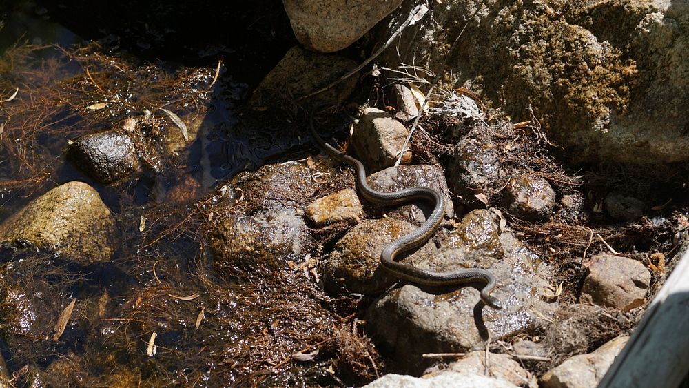 Two-striped garter snakeA two-striped garter | Free Photo - rawpixel