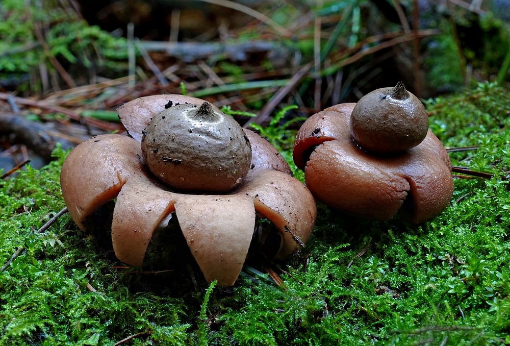 Earthstar fungus isn’t hard spot | Free Photo - rawpixel