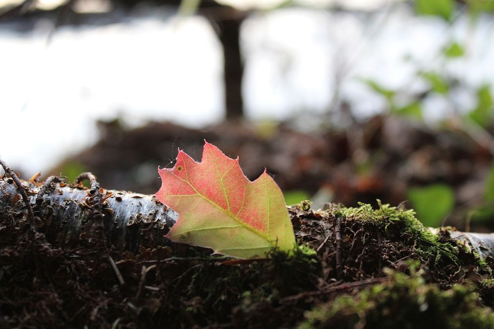 small oak leaf comes rest | Free Photo - rawpixel