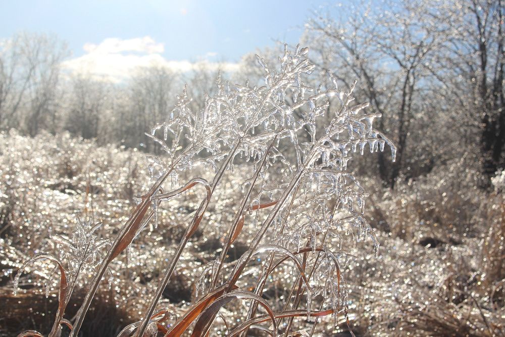Native grass species covered iceSeen | Free Photo - rawpixel