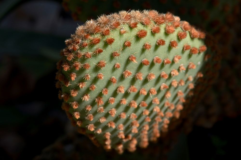 Cactus with small brown spikes | Free Photo - rawpixel