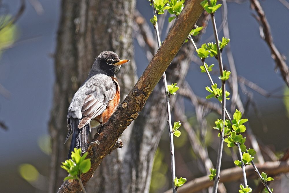 American robin perched tree branchPhoto | Free Photo - rawpixel