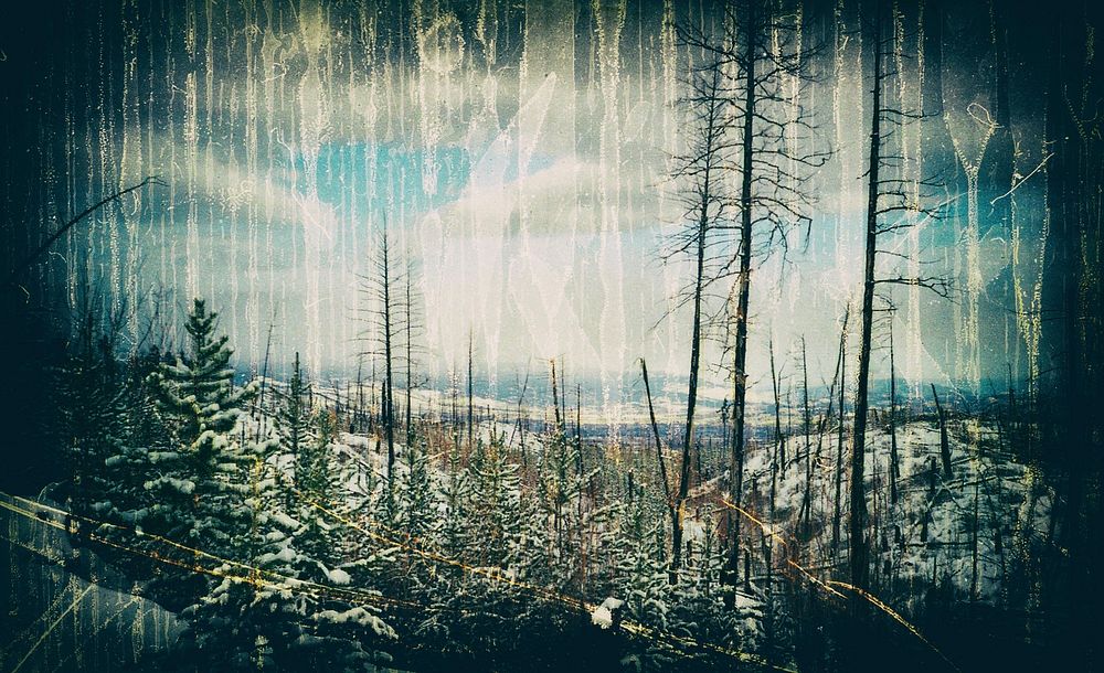 New Growth. | Free Photo - rawpixel