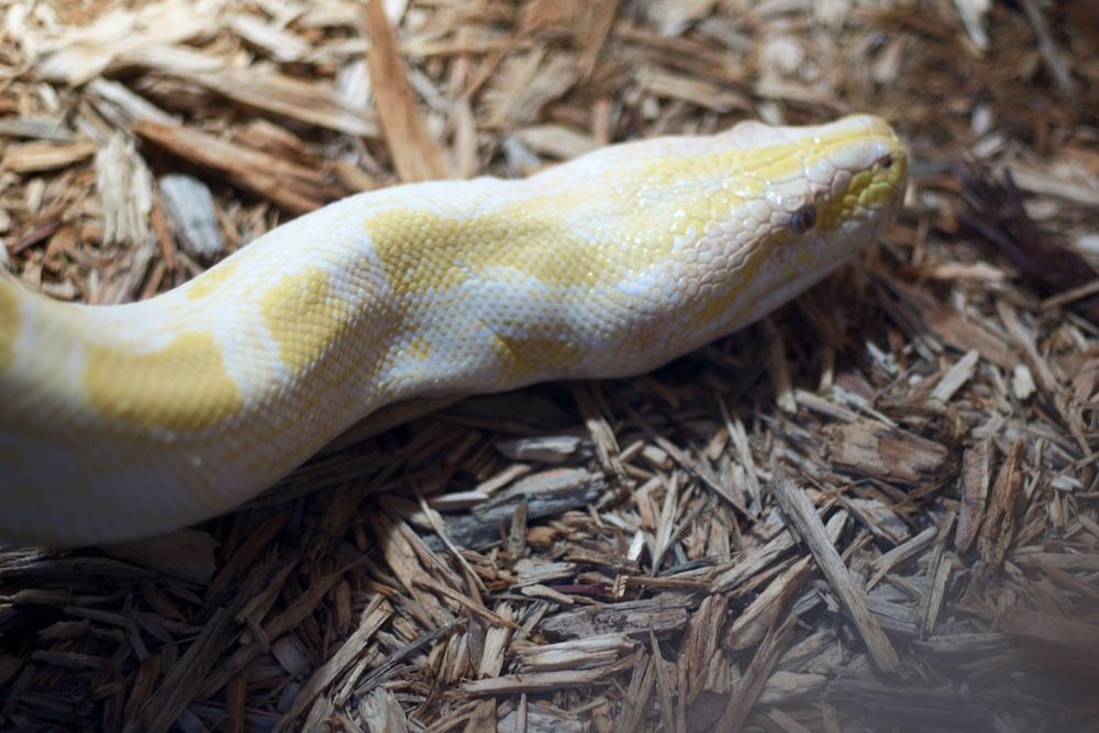 Albino Burmese Python 1Python molurus | Free Photo - rawpixel
