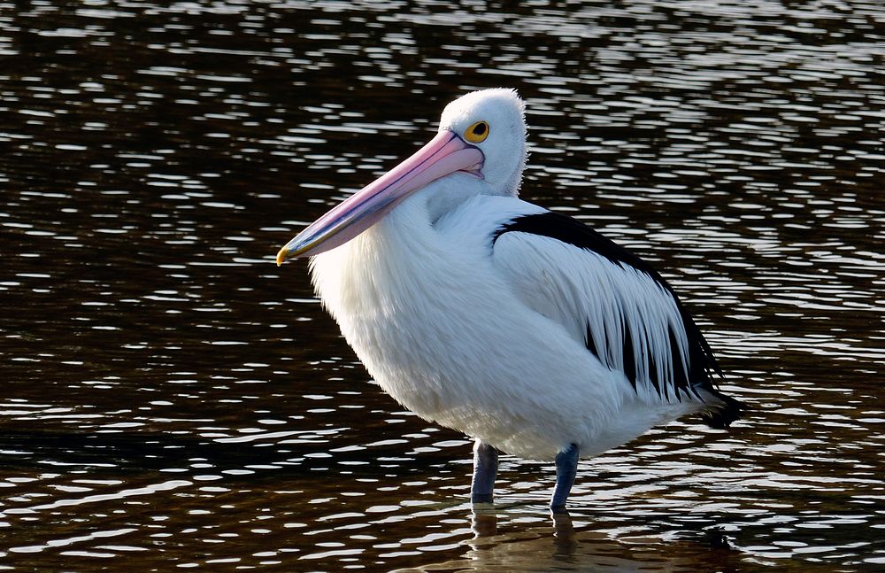 Pelican. (Pelecanus conspicillatus) | Free Photo - rawpixel