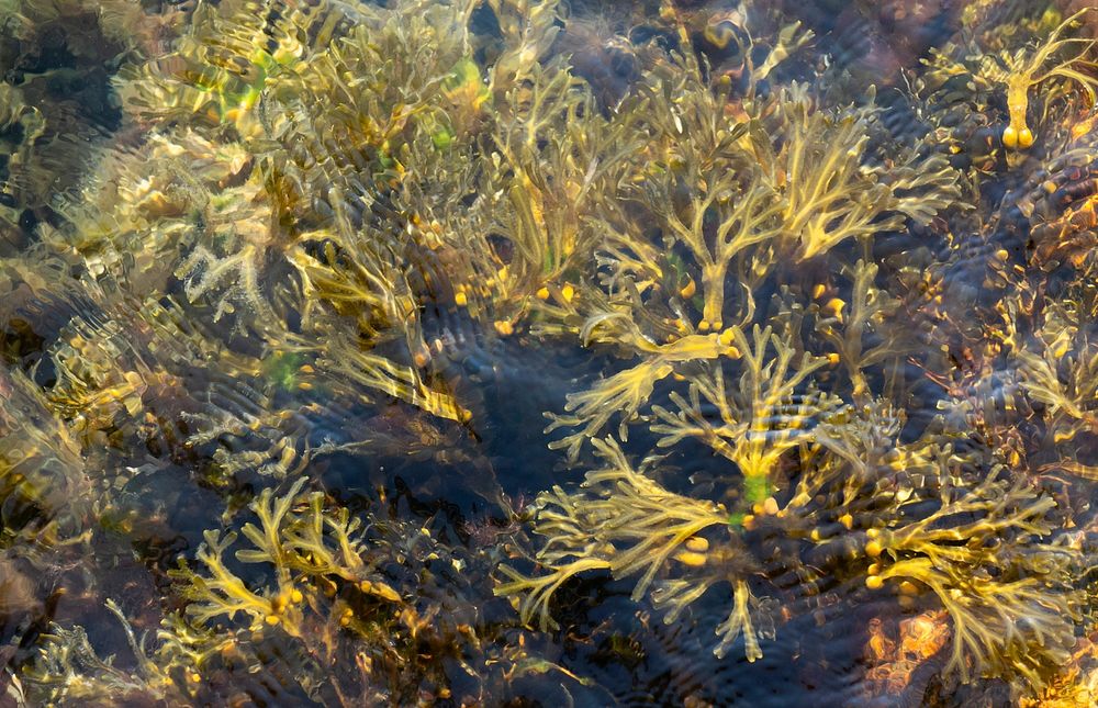 Bladder_wrack Images | Free Photos, PNG Stickers, Wallpapers ...