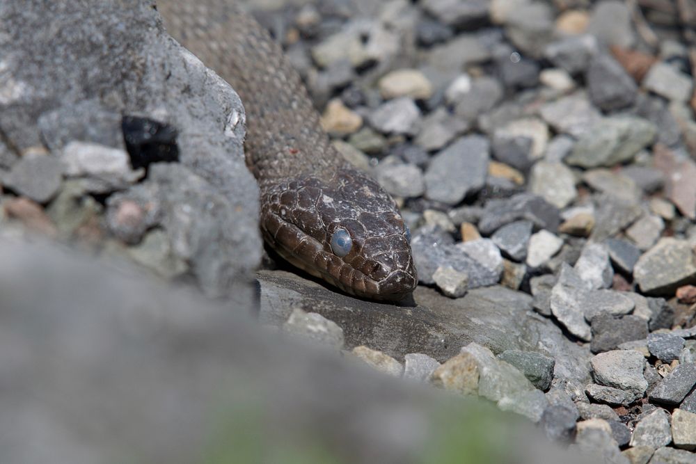 Shedding Northern Water SnakePhoto Grayson | Free Photo - rawpixel
