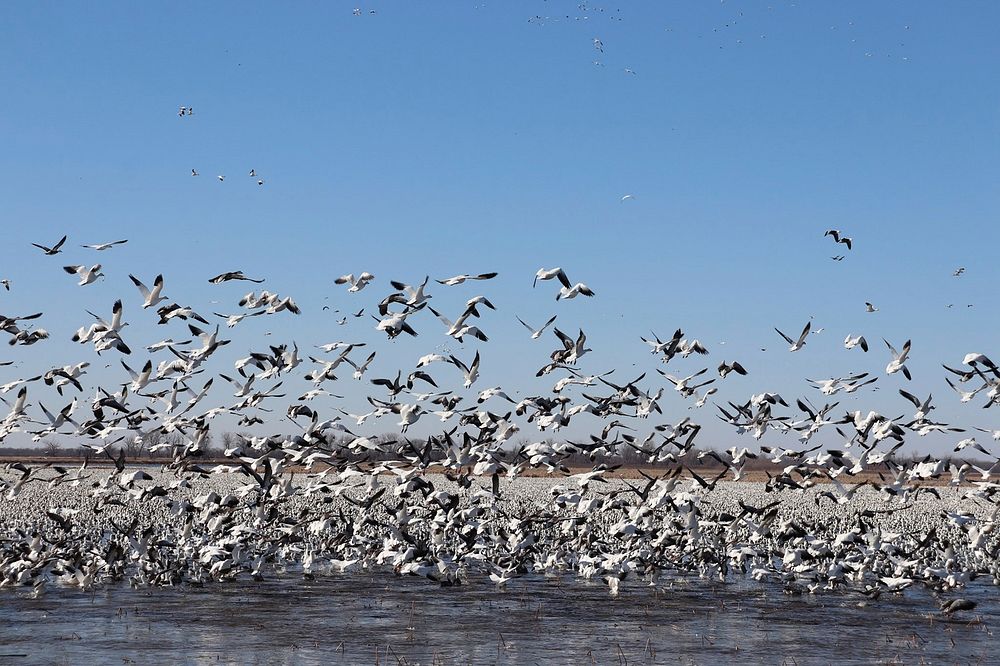Snow geese taking flightPrepare take | Free Photo - rawpixel