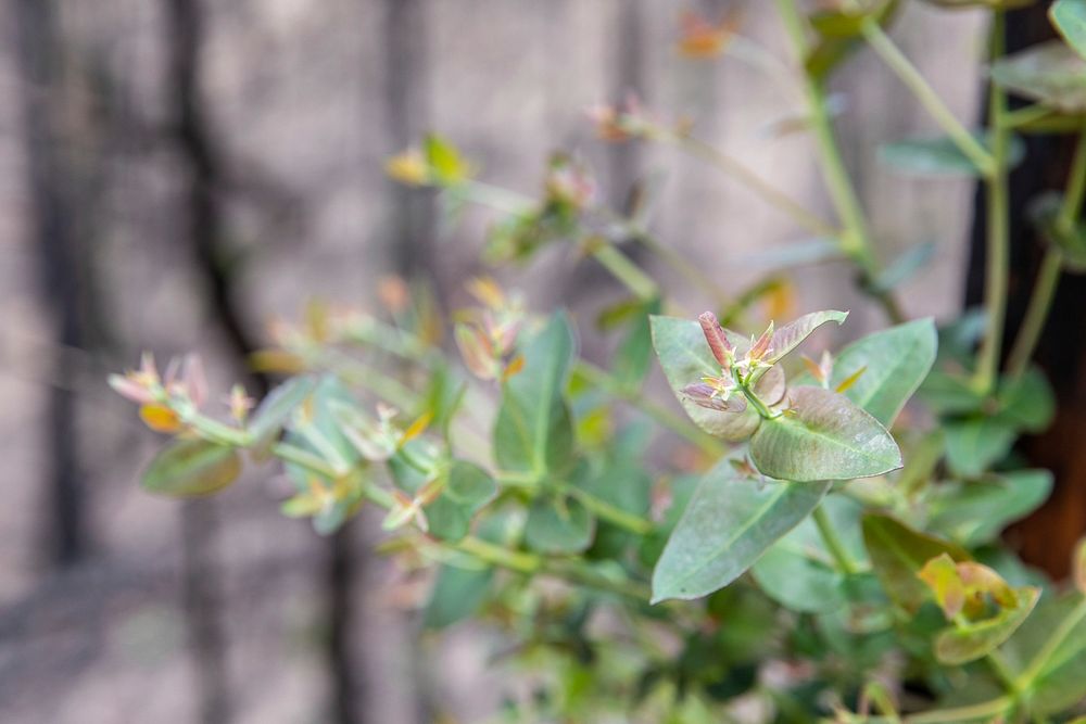 Post-wildfire recovery in Australia | Free Photo - rawpixel