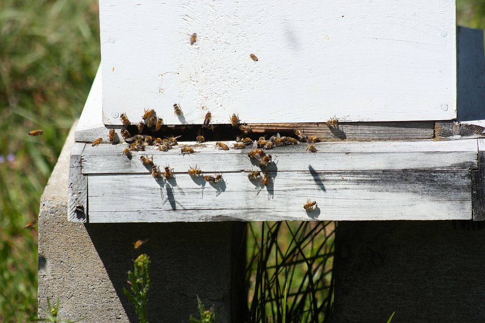 Bees Flying Bee Hive Box | Free Photo - rawpixel