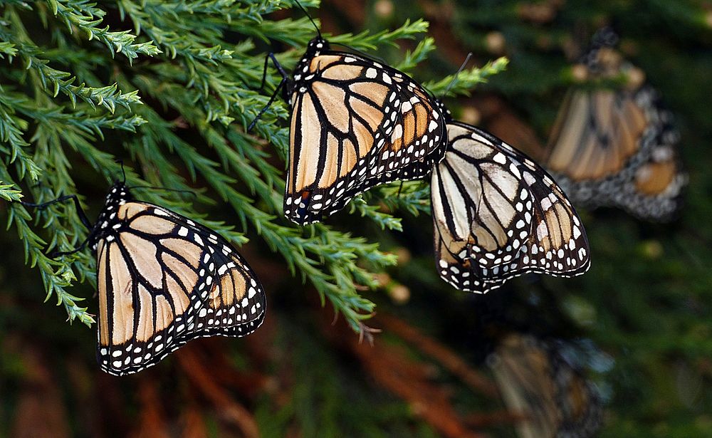Monarch butterflies. | Free Photo - rawpixel