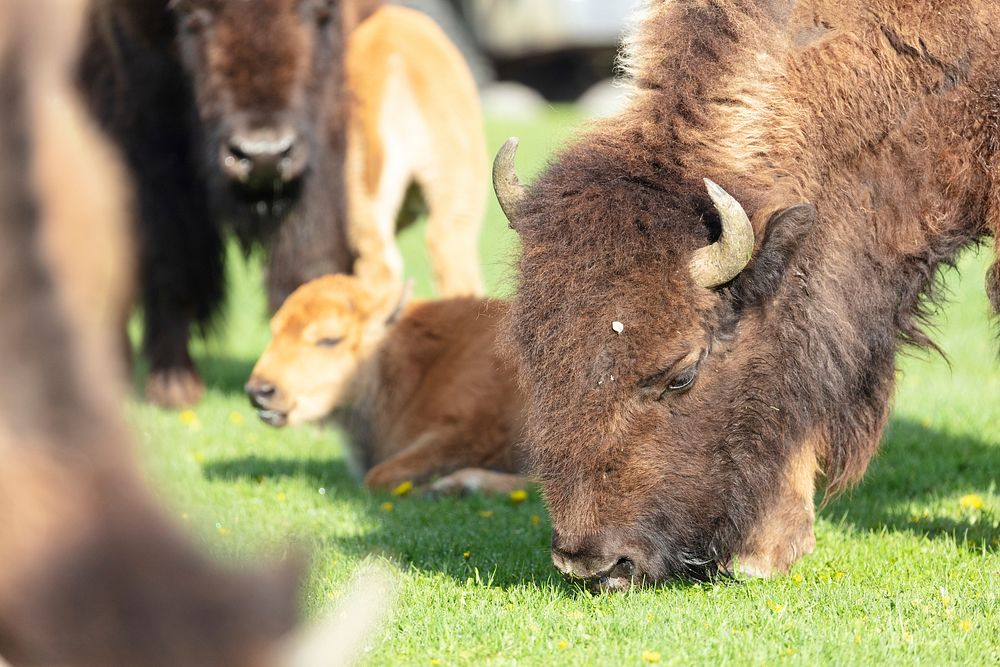 Bison group grazing Mammoth Hot | Free Photo - rawpixel