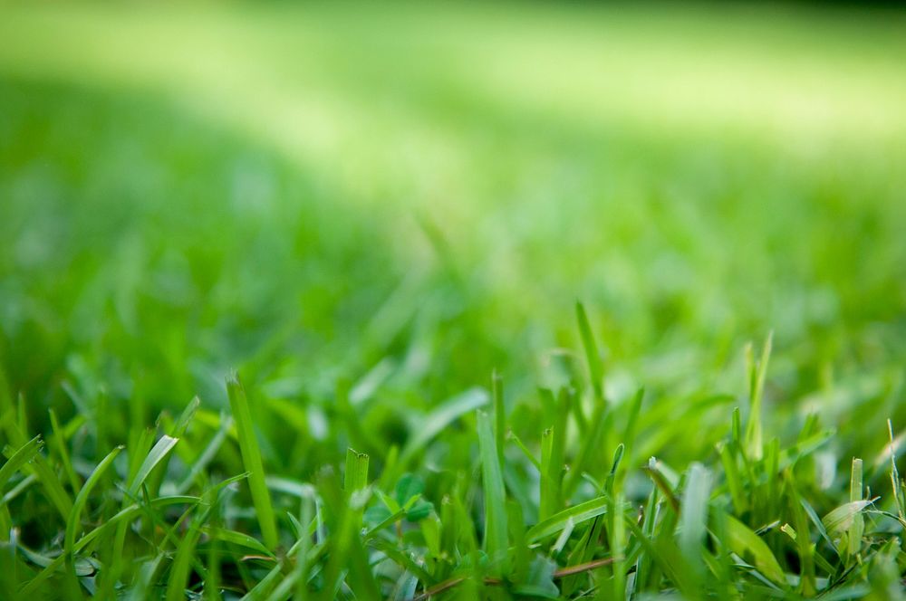 Grass | Free Photo - rawpixel