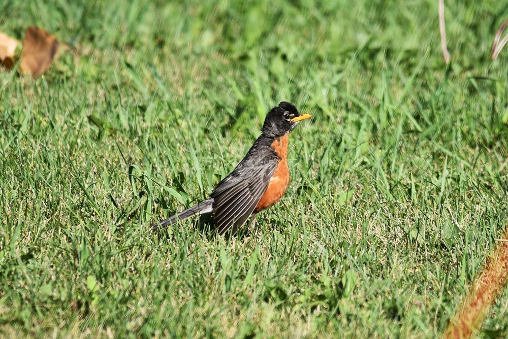 American robinPhoto Courtney Celley/USFWS. Original | Free Photo - rawpixel