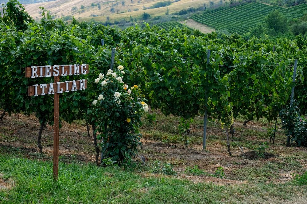 Italian Riesling Batch at the Winery | Free Photo - rawpixel