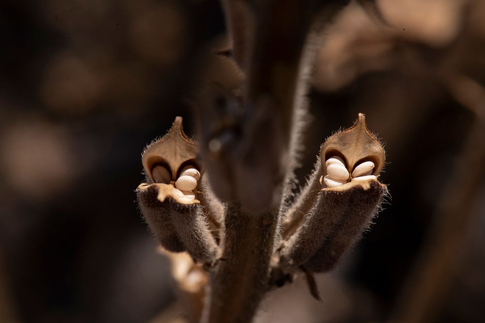 sesame crop is almost ready | Free Photo - rawpixel