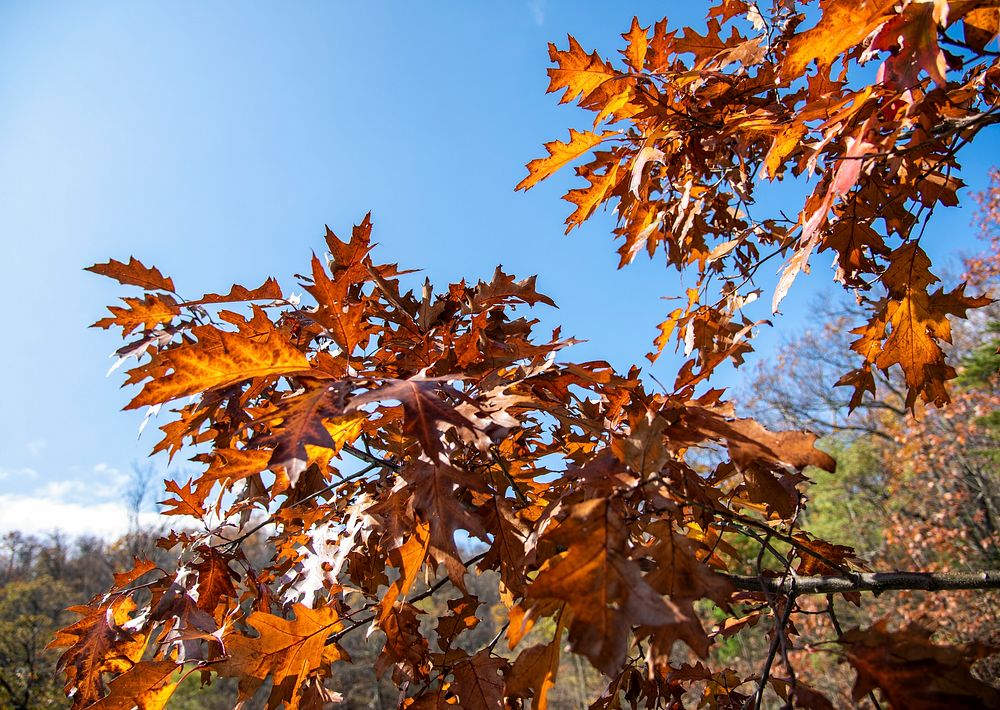 Beautiful oak leaf background, Autumn | Free Photo - rawpixel
