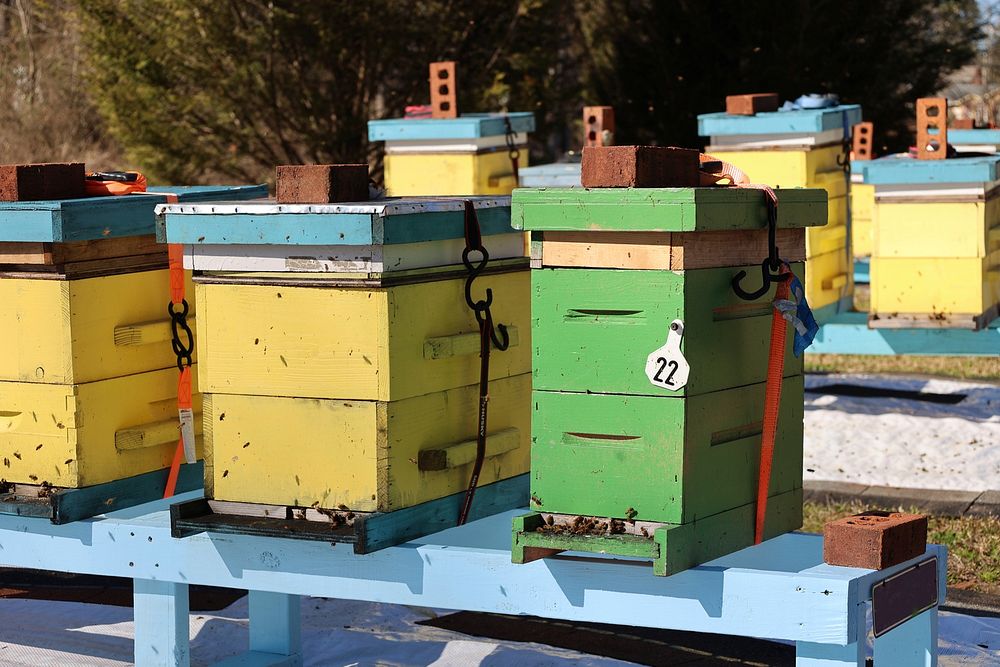 Bee Boxes | Free Photo - rawpixel