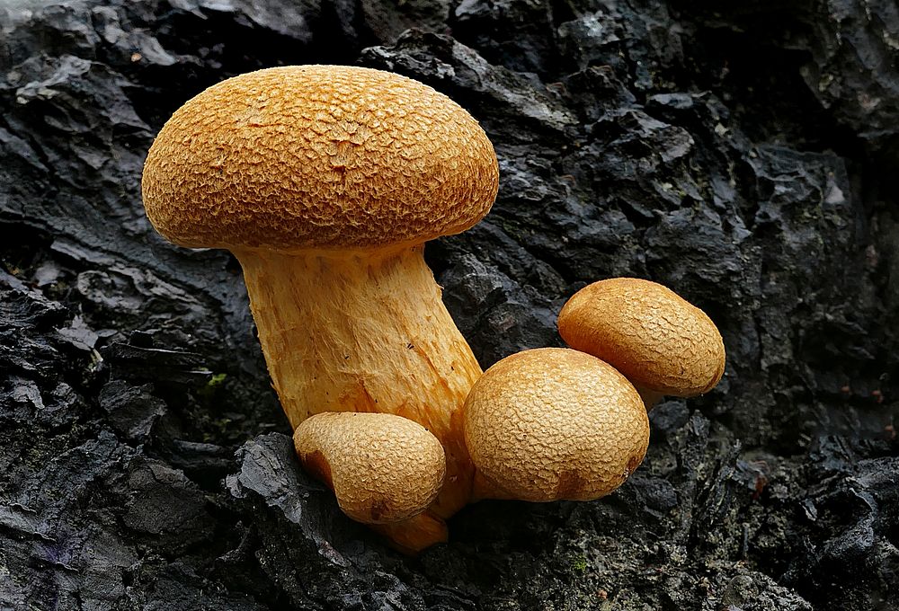 Funghi Images | Free Photos, PNG Stickers, Wallpapers & Backgrounds ...