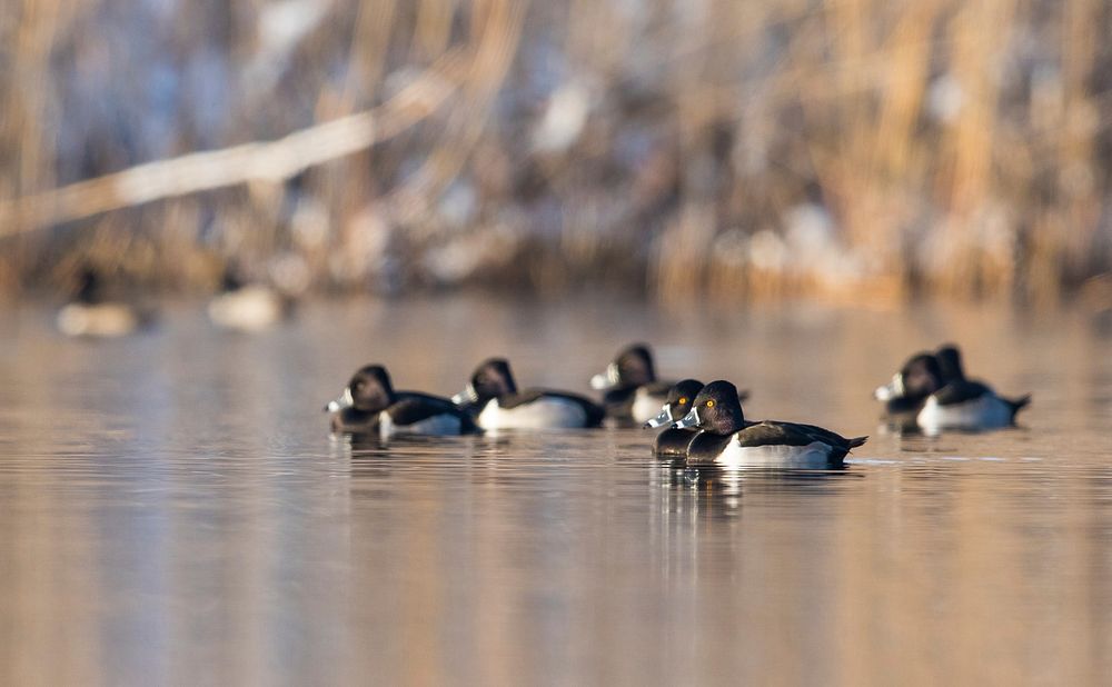 Ring-necked ducks waterPhoto Mike Budd/USFWS. | Free Photo - rawpixel