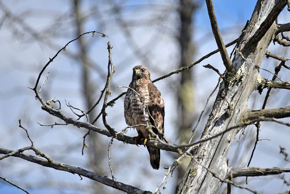 Broad-winged hawkA broad-winged hawk blinks, | Free Photo - rawpixel