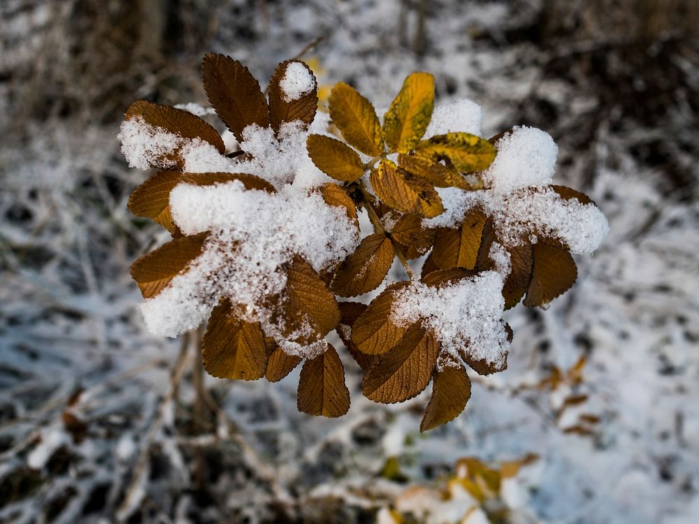 Chilly. Original public domain image | Free Photo - rawpixel