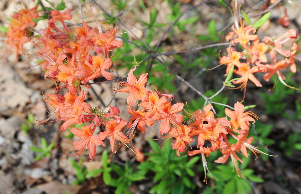 Native Orange Azalea | Free Photo - rawpixel