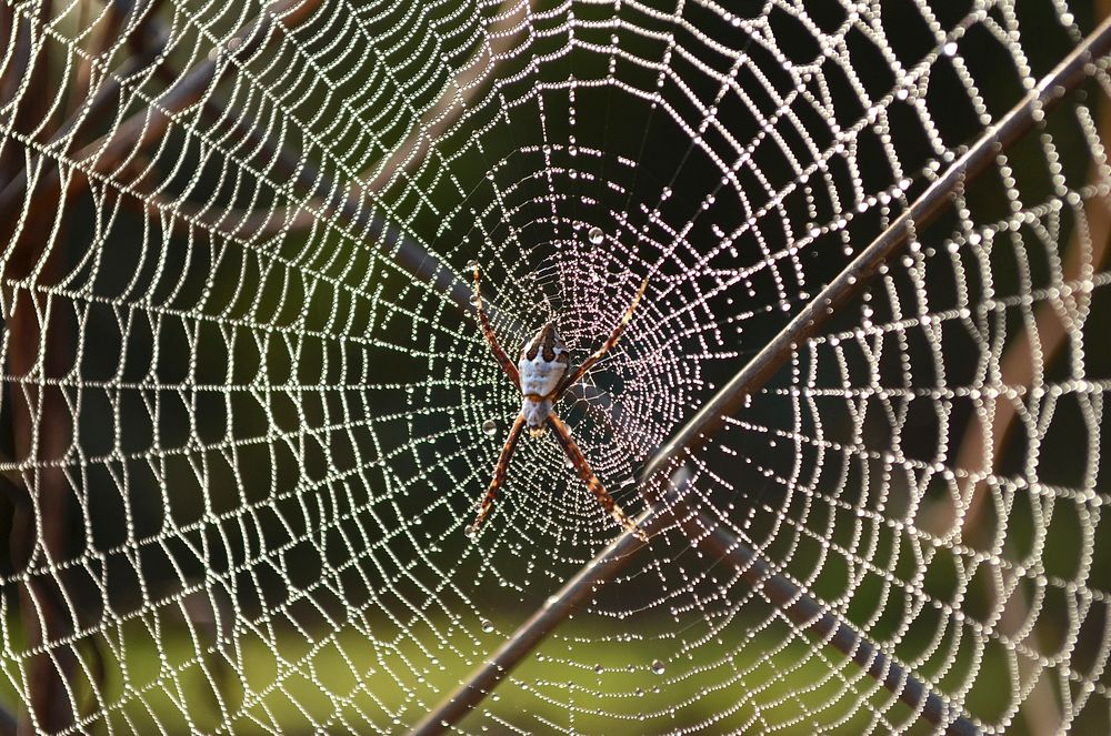 Tela Images | Free Photos, PNG Stickers, Wallpapers & Backgrounds ...