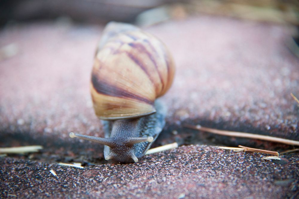 Good morning, Mr. Snail. | Free Photo - rawpixel
