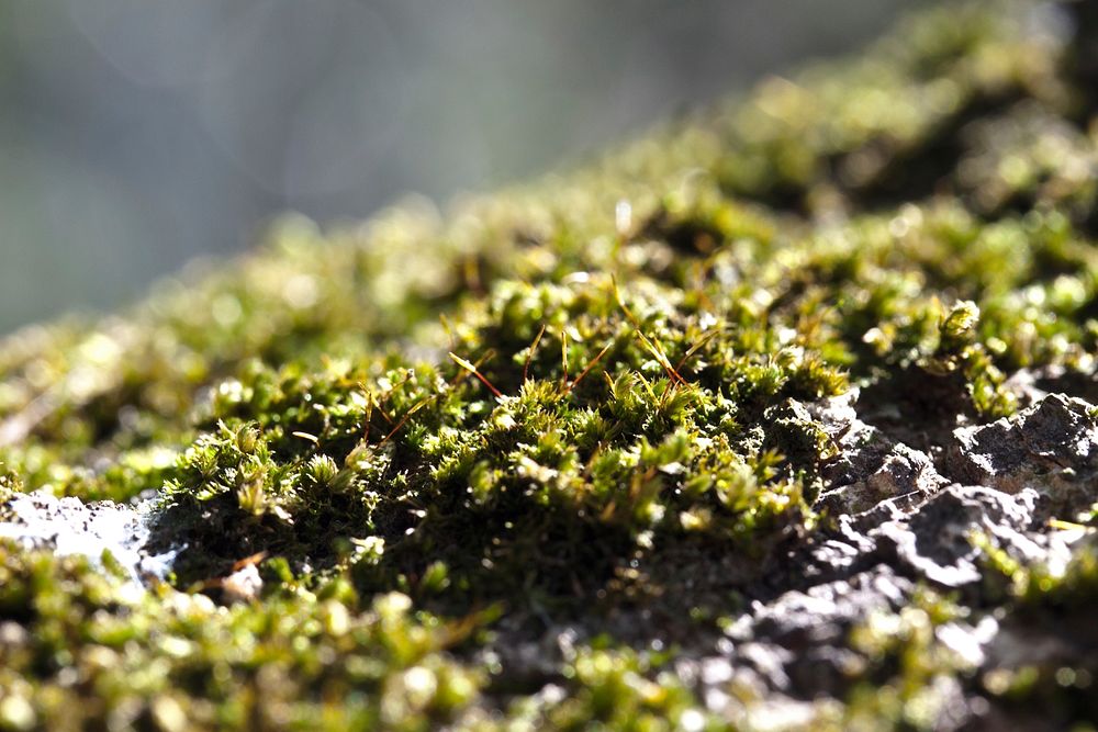 Moss | Free Photo - rawpixel